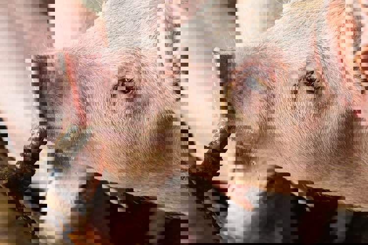 Cerdos de Engorde y Finalización - Trouw Nutrition